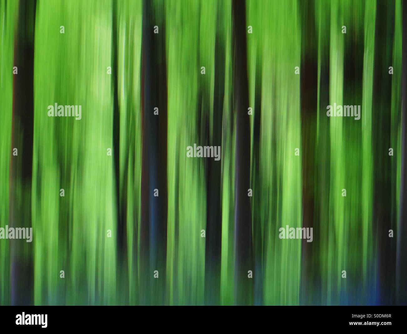 A slow shutter speed creates an abstract pattern out of trees and ...