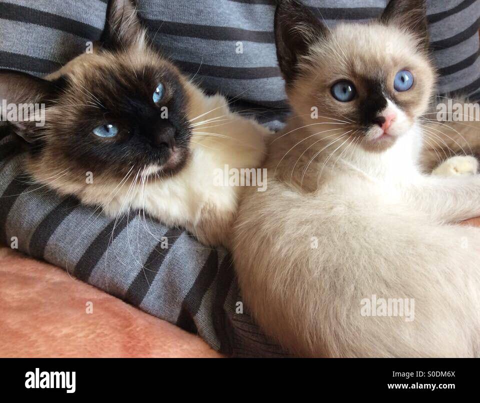 my two cats Stock Photo - Alamy