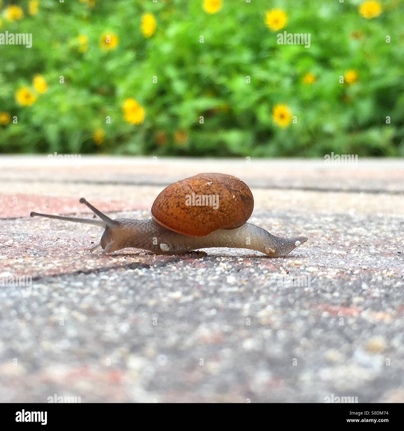 Slow moving snail hi-res stock photography and images - Alamy