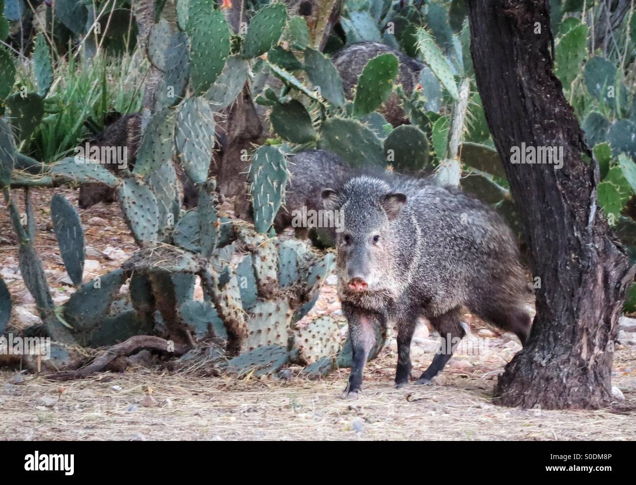 Javelina desert hi-res stock photography and images - Alamy