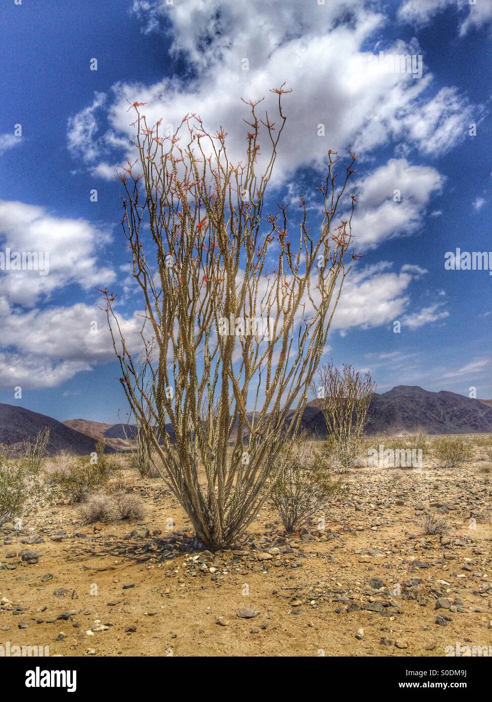 A blooming Ocotillo plant at Joshua Tree National Park, California USA ...