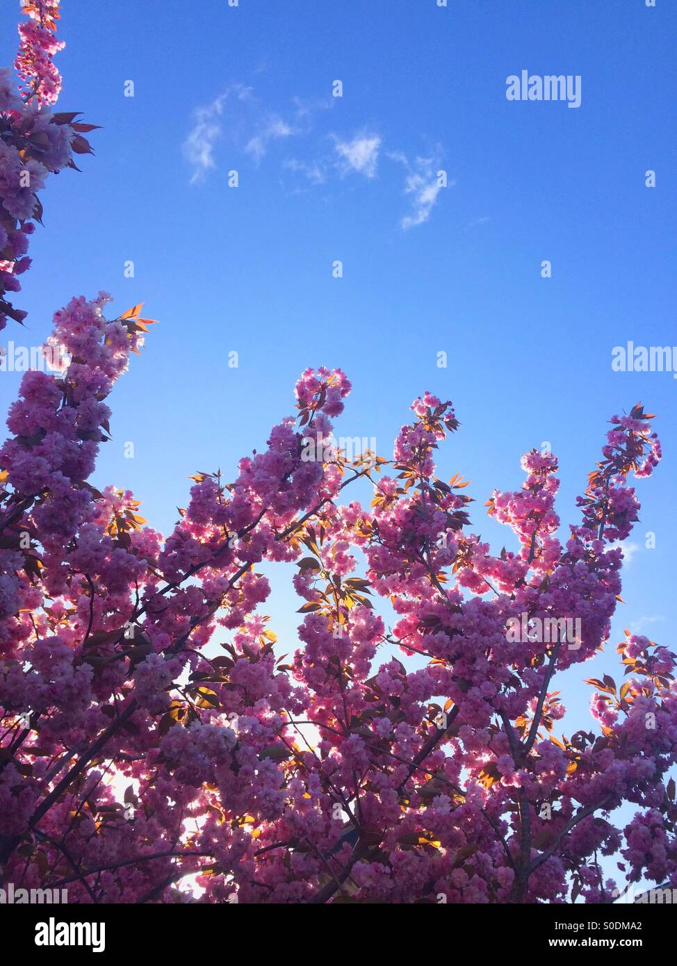 Spring Cherry Blossom Stock Photo - Alamy