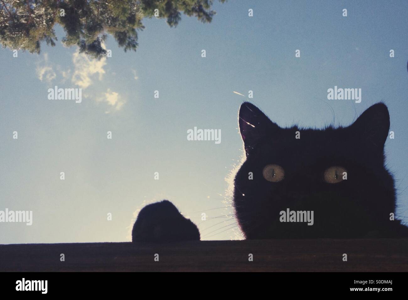 Black cat peering over a ledge Stock Photo - Alamy