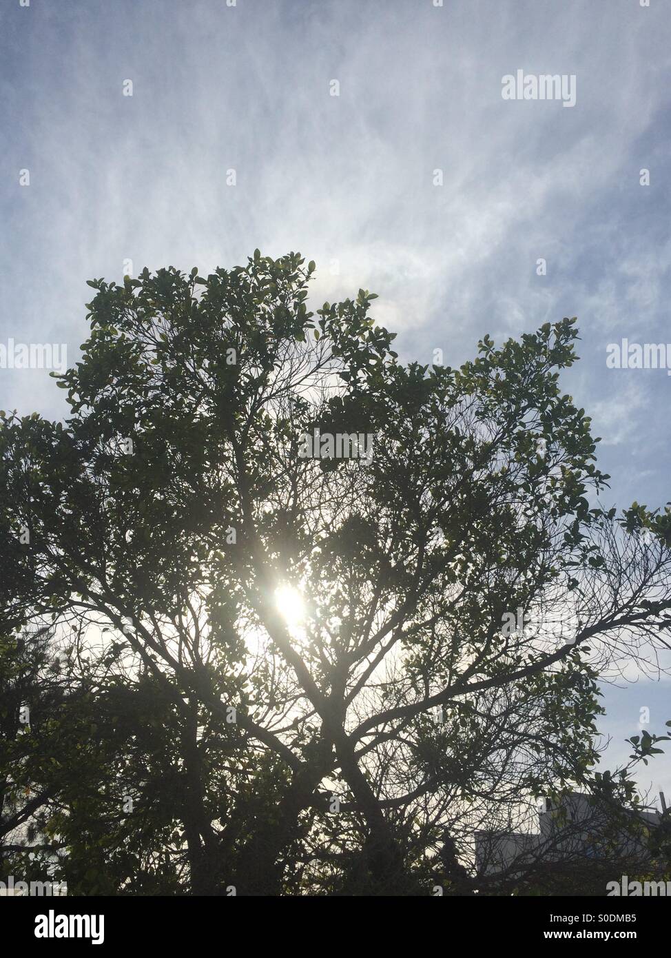 Sun behind the tree hi-res stock photography and images - Alamy
