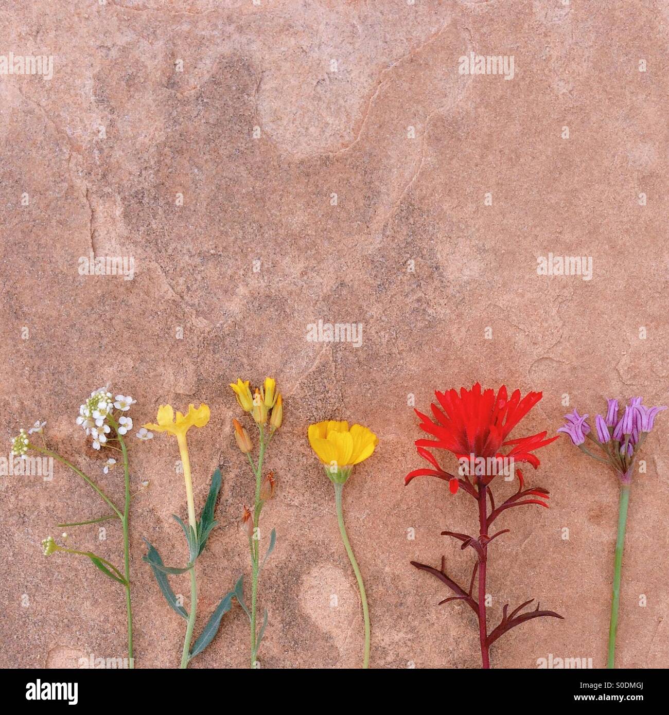 Utah desert flowers hi-res stock photography and images - Alamy