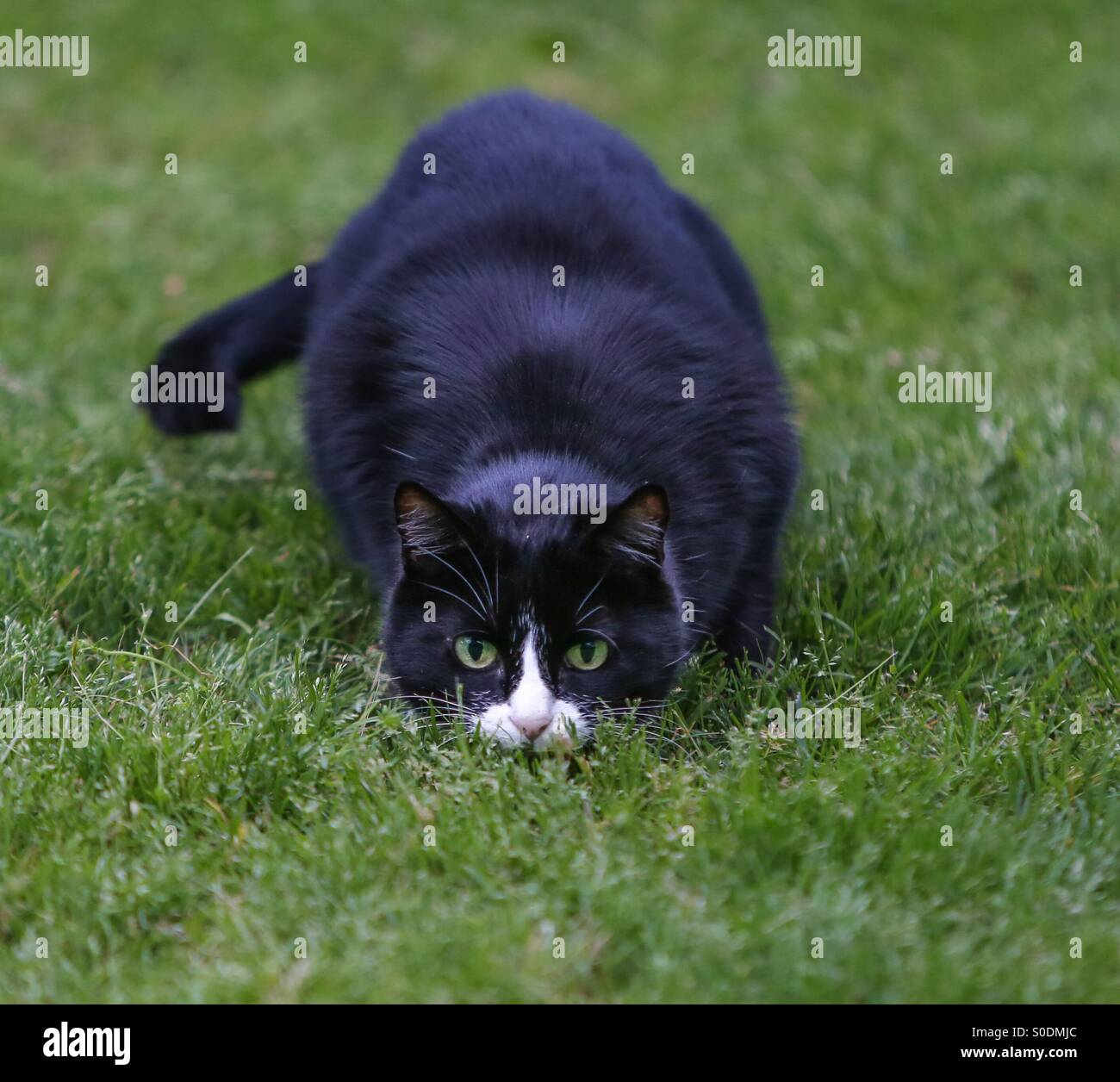 Ready to pounce hi-res stock photography and images - Alamy