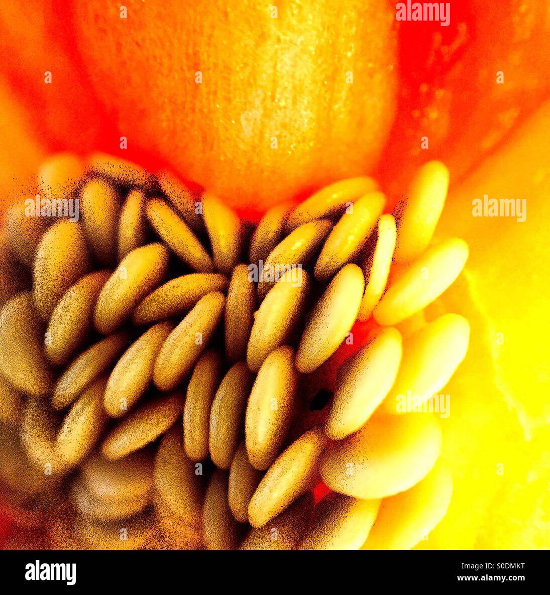 The inner life of a pepper Stock Photo - Alamy