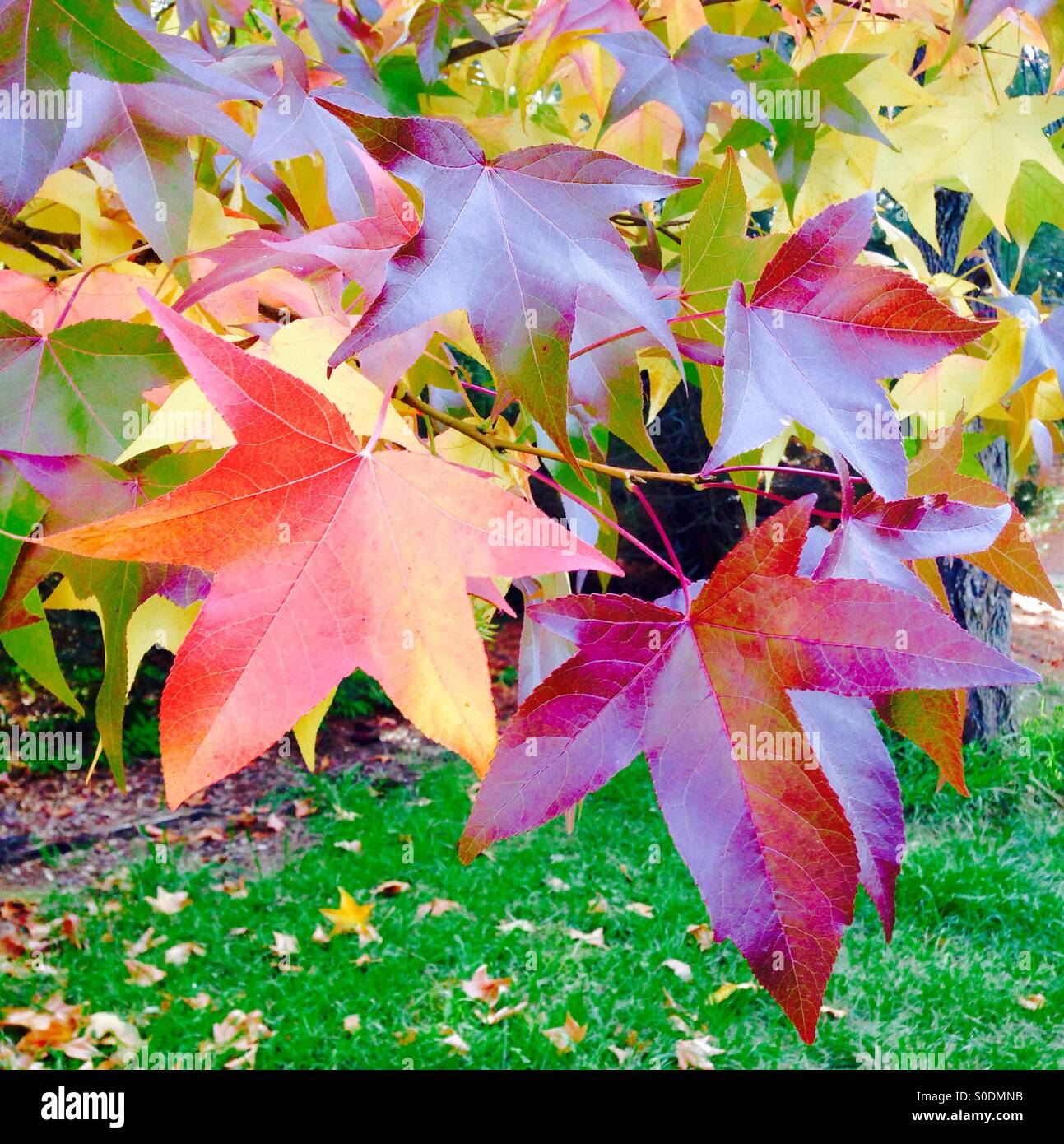 Multi-coloured Autumn leaves on tree and on grass Stock Photo - Alamy