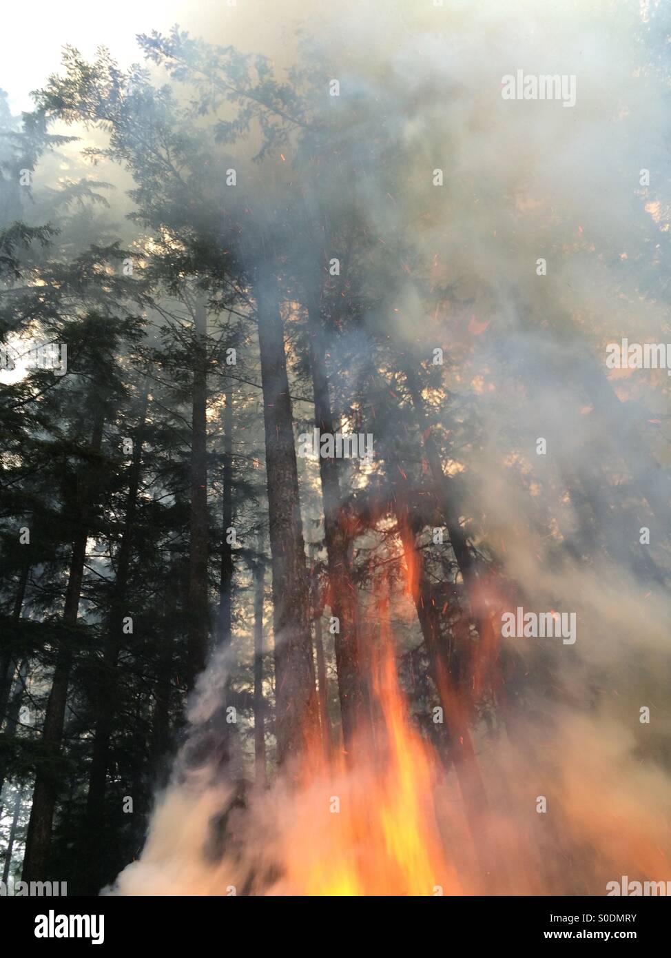 Tinder fire hi-res stock photography and images - Alamy