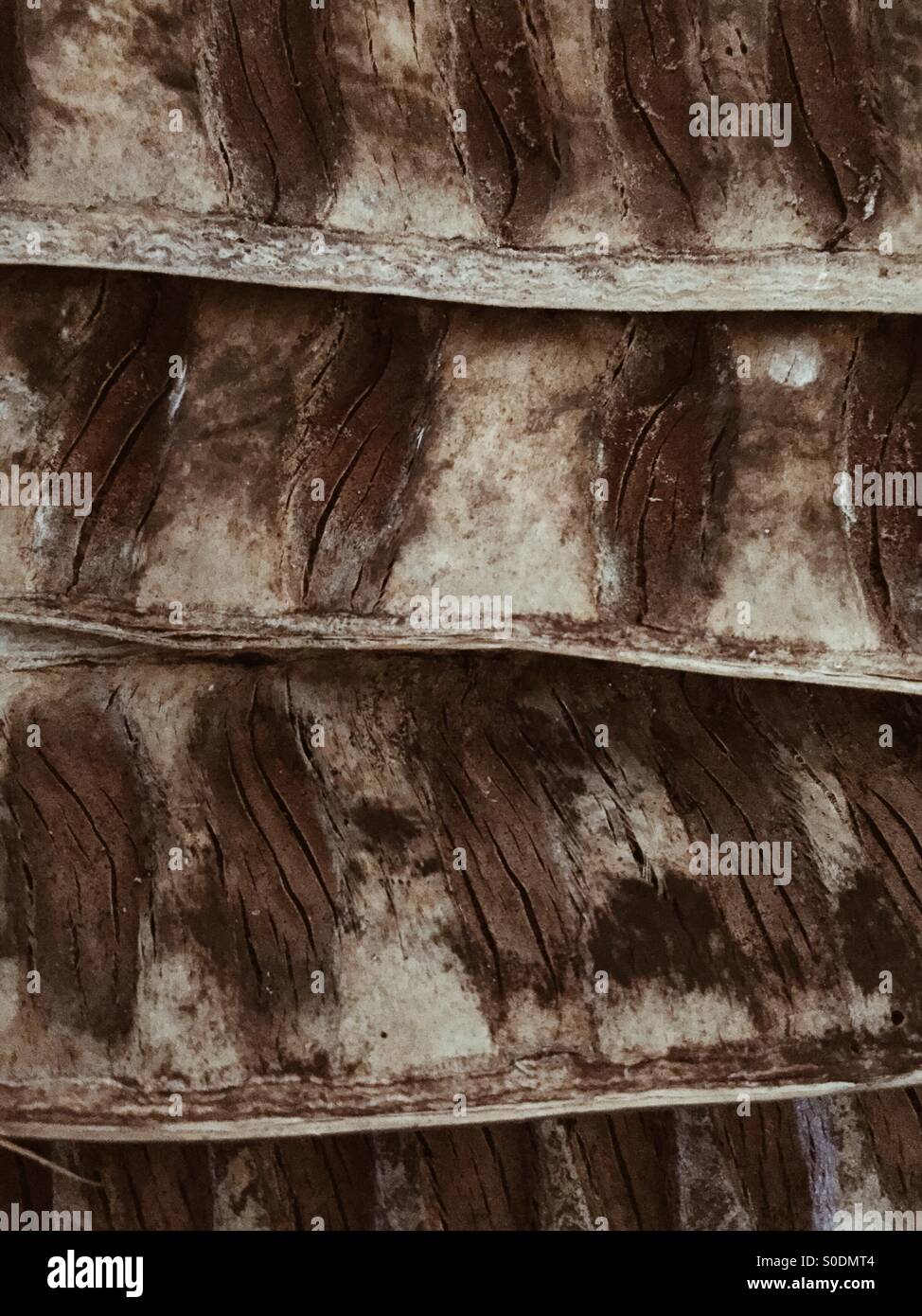 Seed case hi-res stock photography and images - Alamy