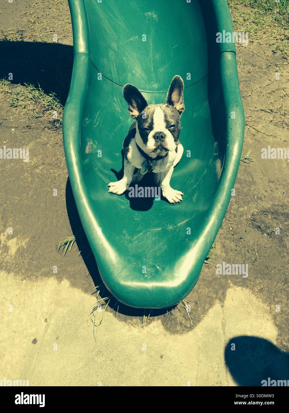 Darwin bulldog hi-res stock photography and images - Alamy