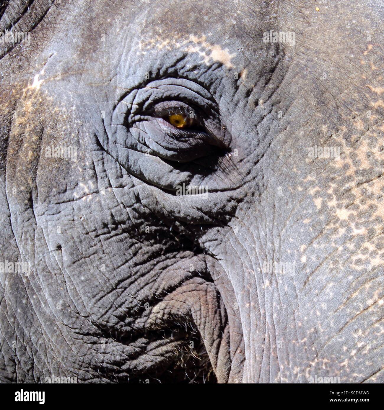 Elephant eye hi-res stock photography and images - Alamy
