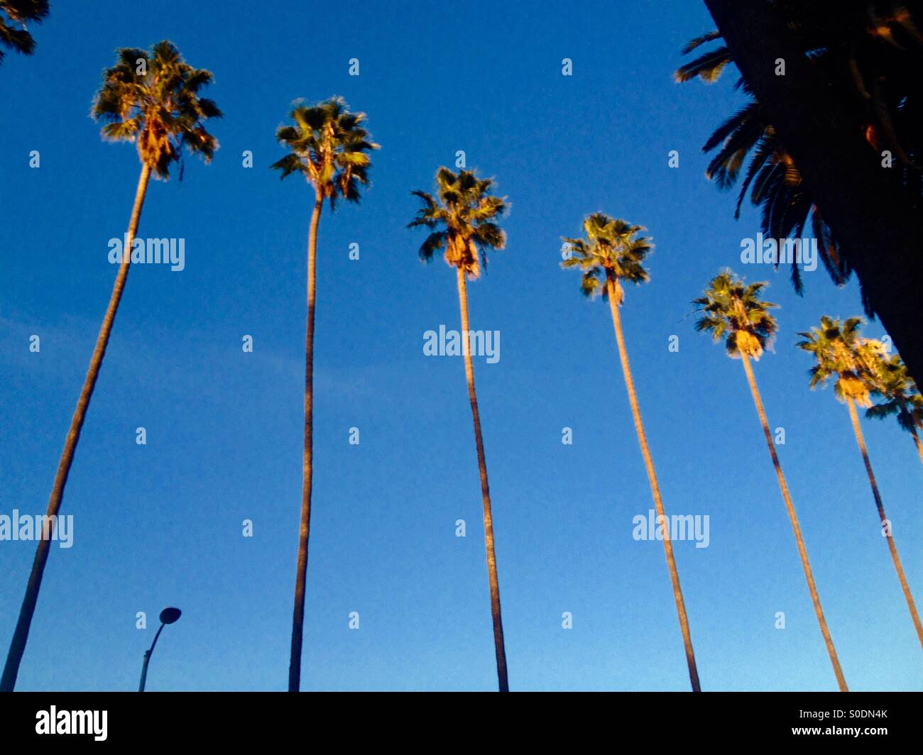 Tall palm trees los angeles hi-res stock photography and images - Alamy