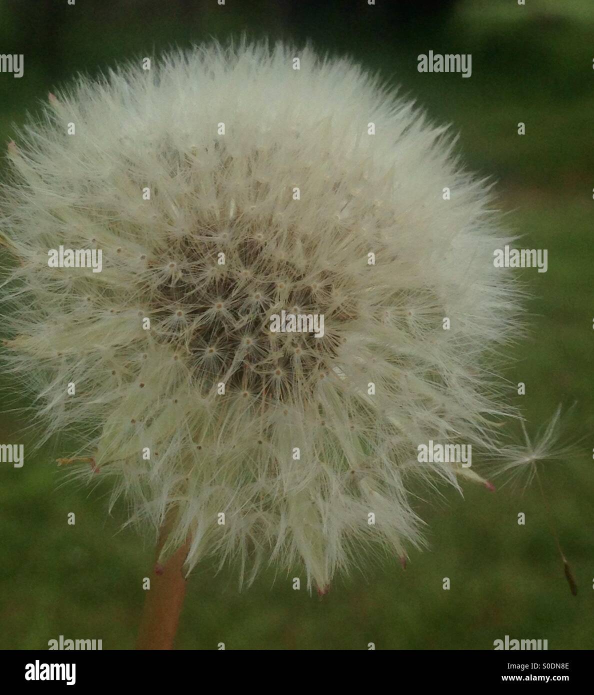 Dandelion Wishes Photography