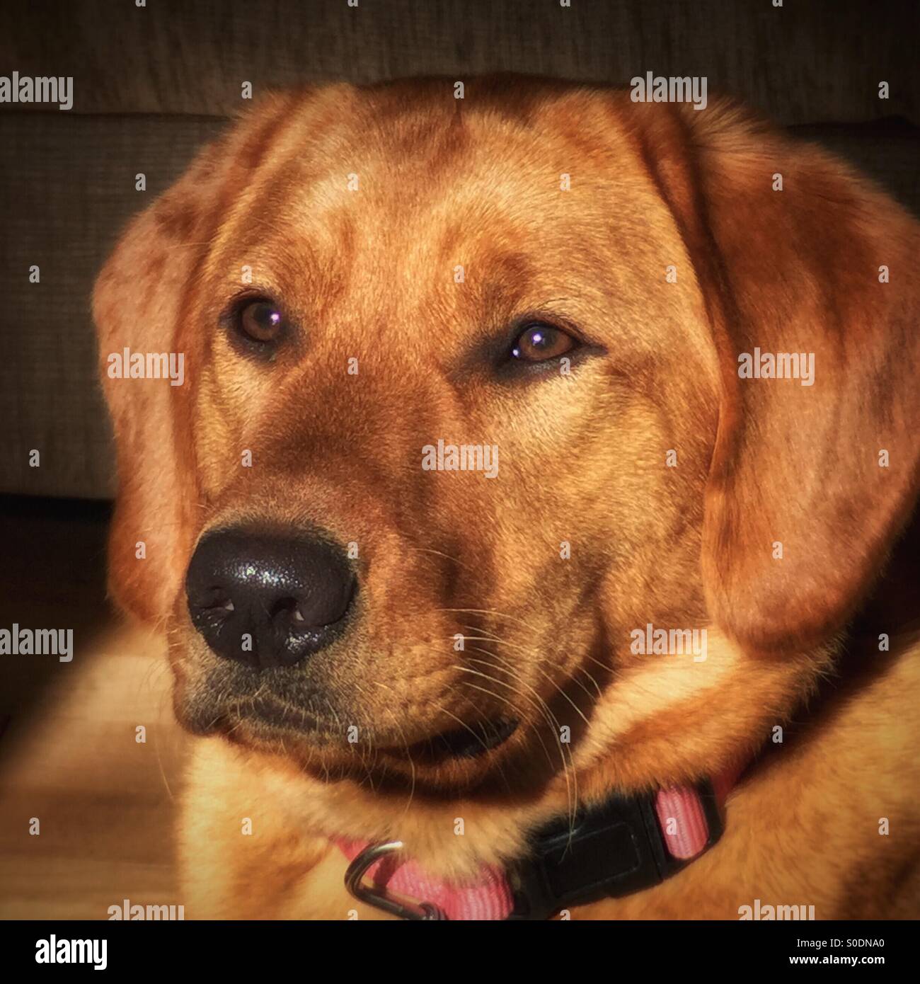 Best family dog hi-res stock photography and images - Alamy