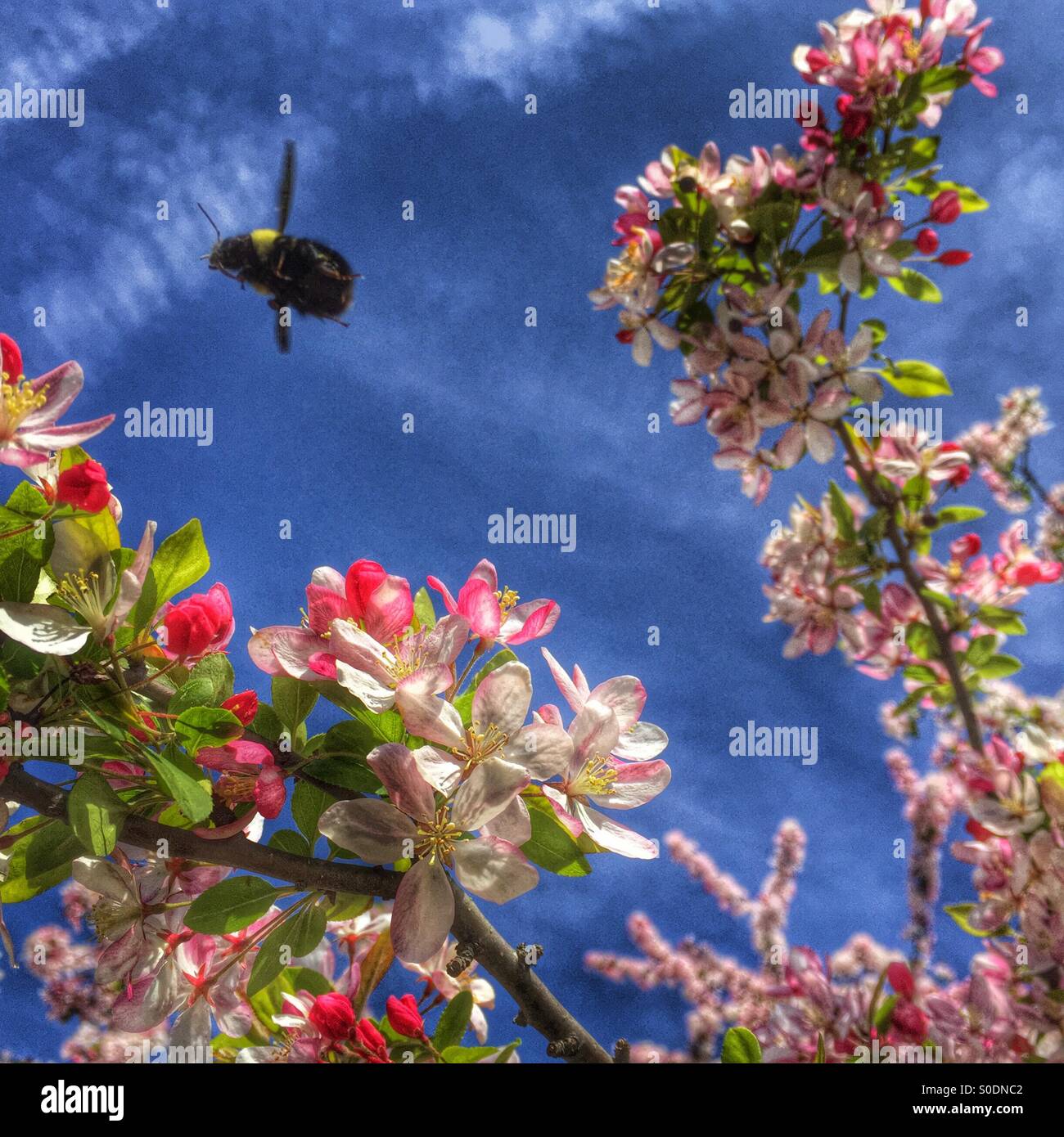 Buzzing pollinator hi-res stock photography and images - Alamy