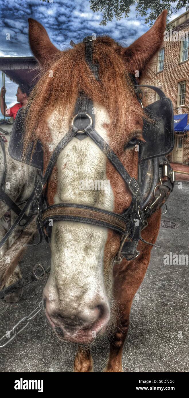 Savannah downtown buggy horse Stock Photo - Alamy