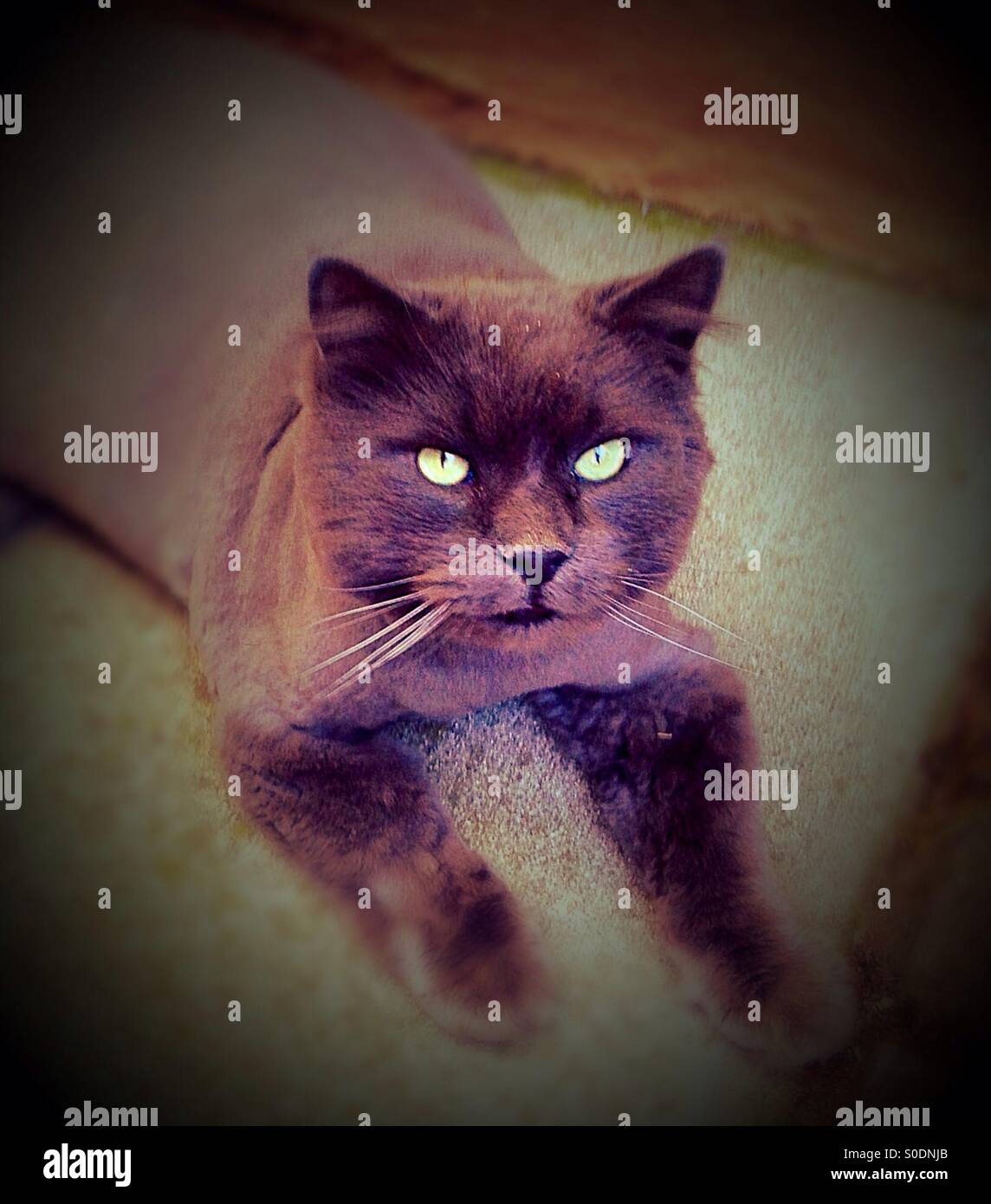 Grumpy feline hi-res stock photography and images - Alamy