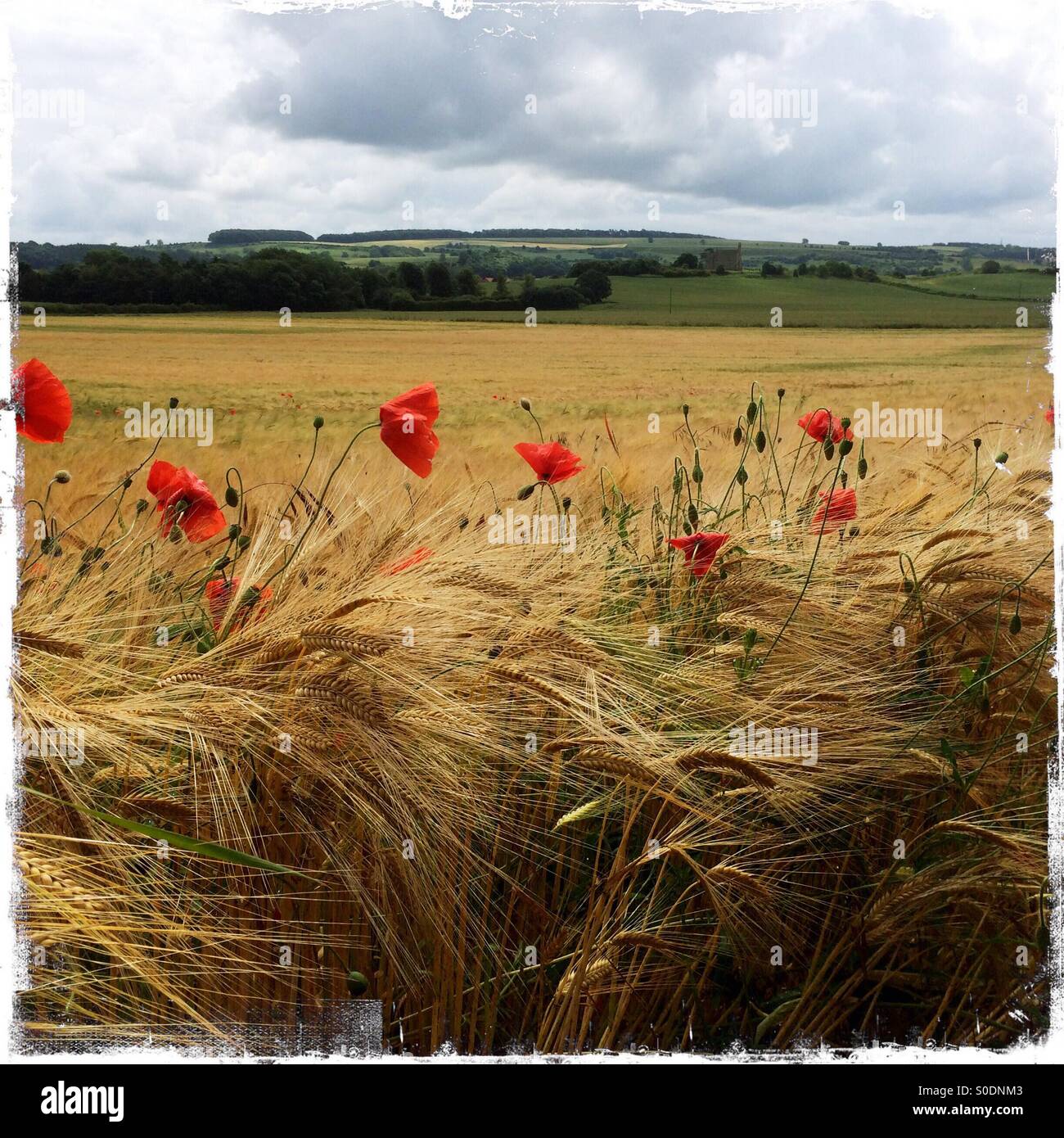 Poppies in corn field, Yorkshire Stock Photo - Alamy
