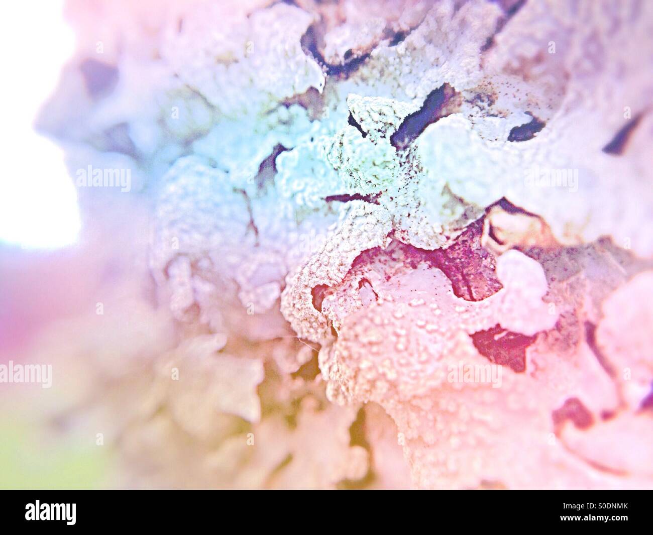 Scaly texture hi-res stock photography and images - Alamy