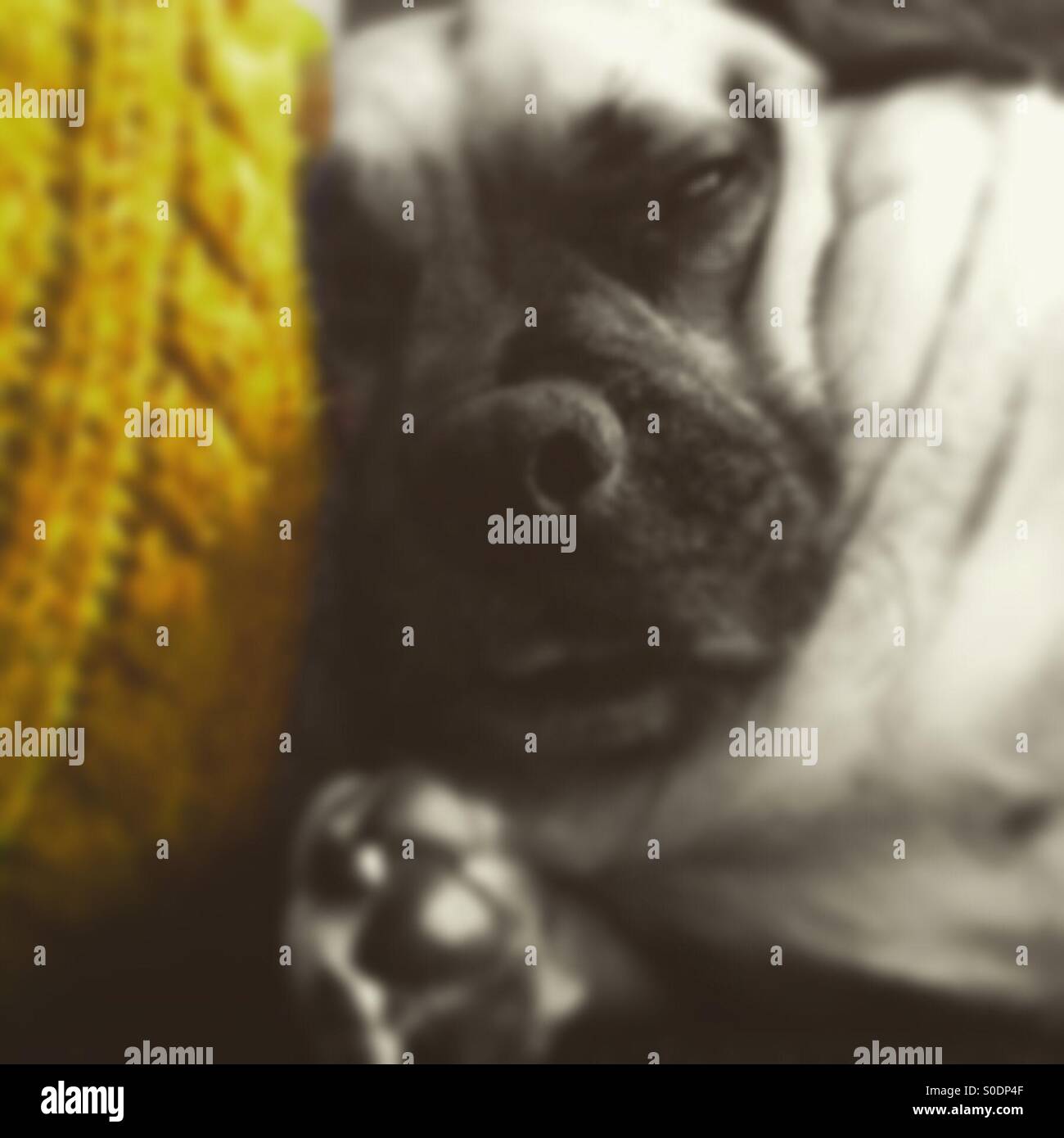 Archie cross hi-res stock photography and images - Alamy