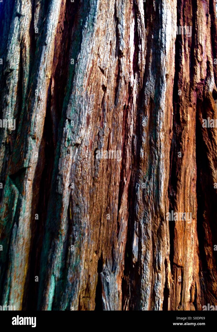 Micro tree hi-res stock photography and images - Alamy