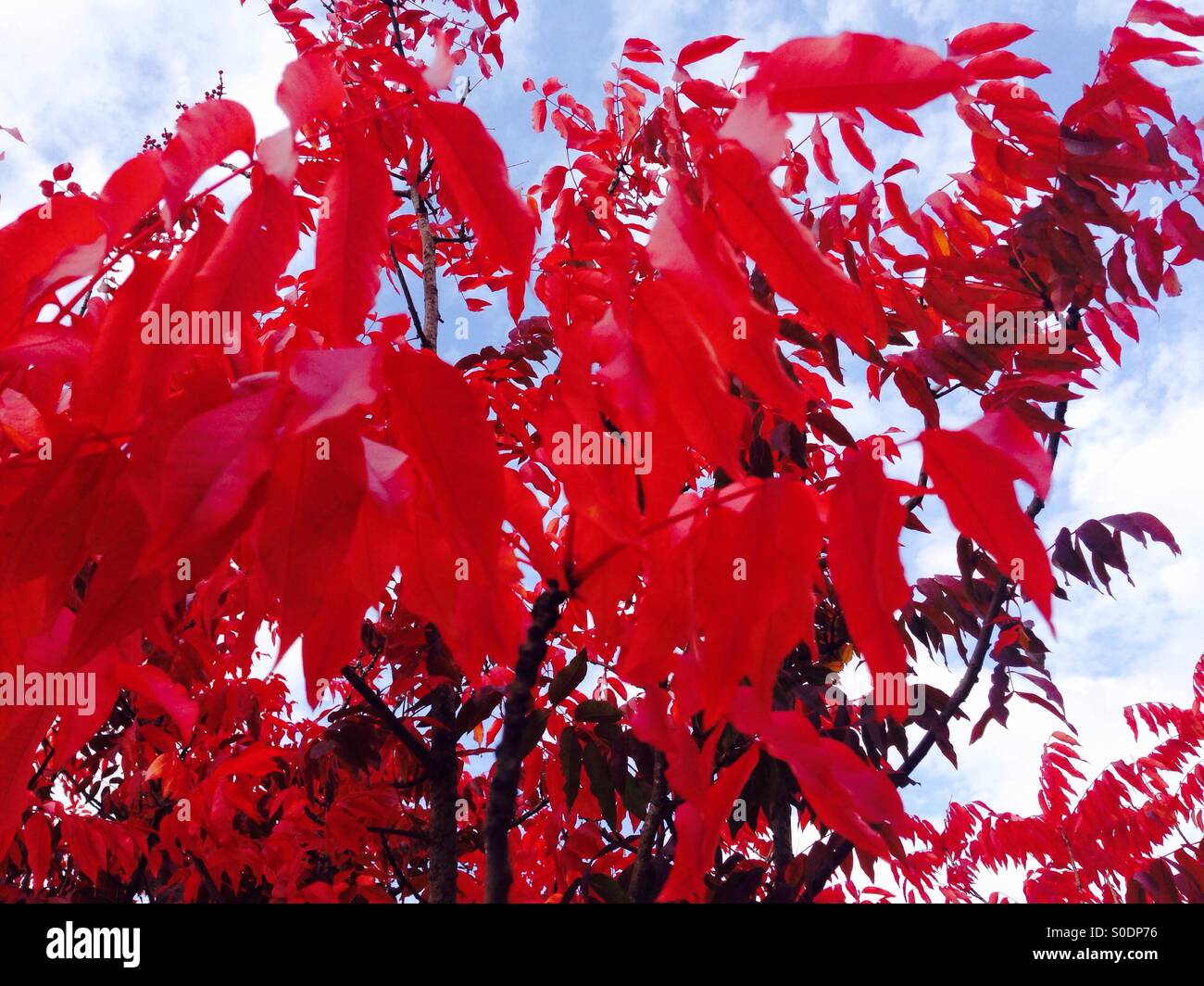 Bright red autumn leaves on a tree Stock Photo - Alamy