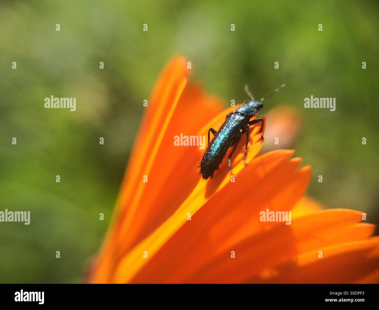 A bug shot with macro lens Stock Photo - Alamy