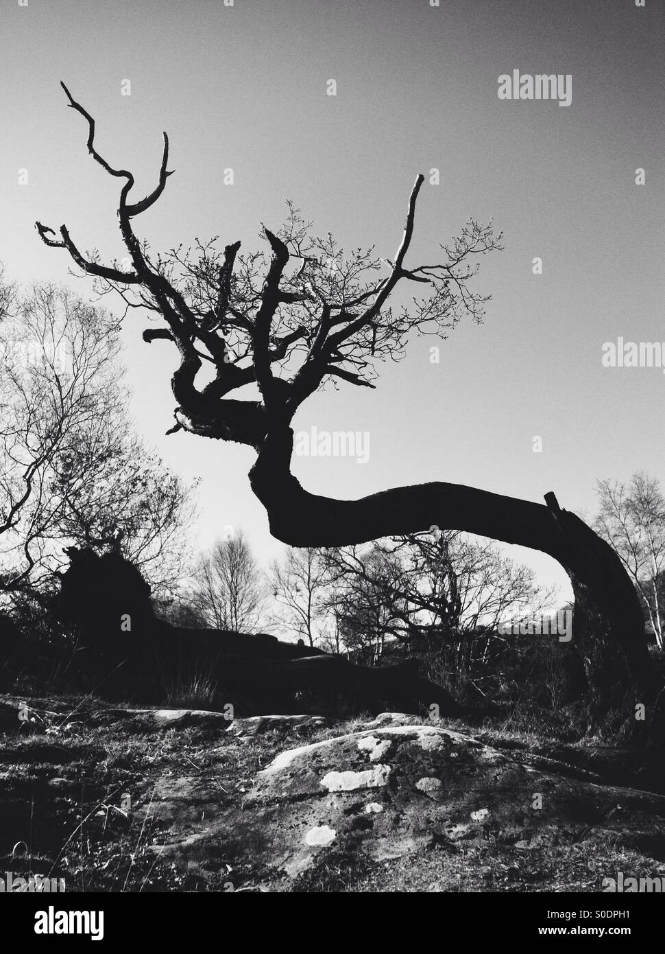 Black and white lonely tree hi-res stock photography and images - Alamy