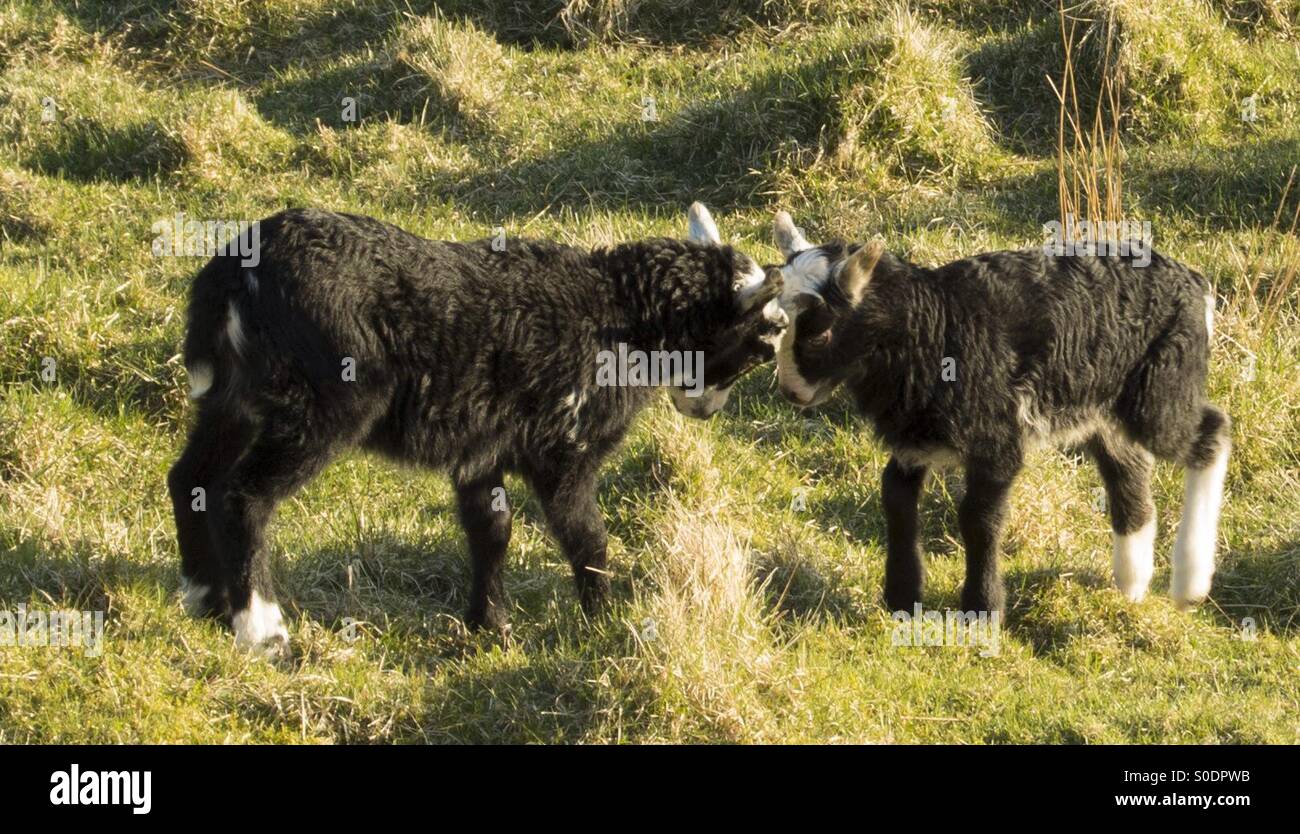 Lamb with horns hi-res stock photography and images - Alamy