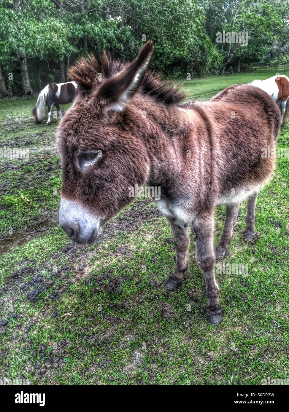Donkey friends hi-res stock photography and images - Alamy