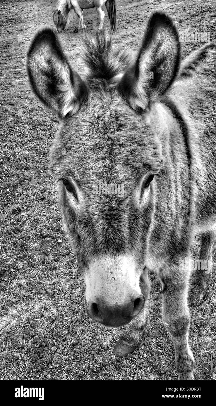 Black Donkey High Resolution Stock Photography and Images - Alamy