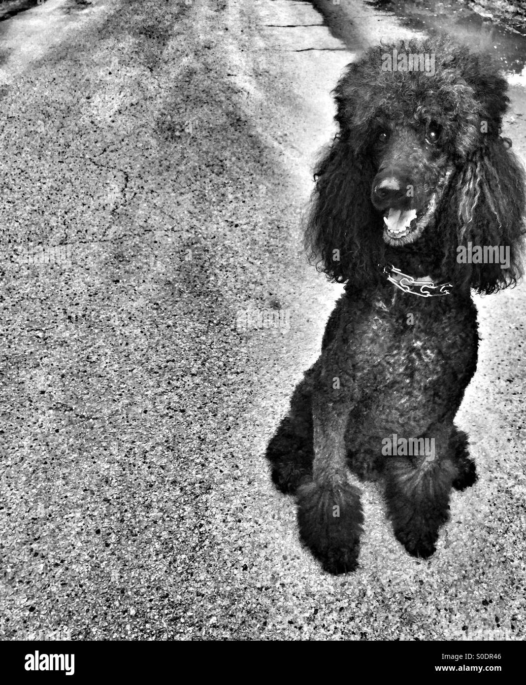 Black puddle Black and White Stock Photos & Images - Alamy