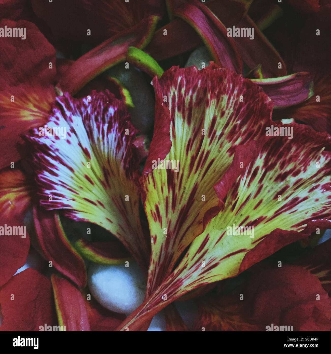 Three pattern petals Stock Photo - Alamy