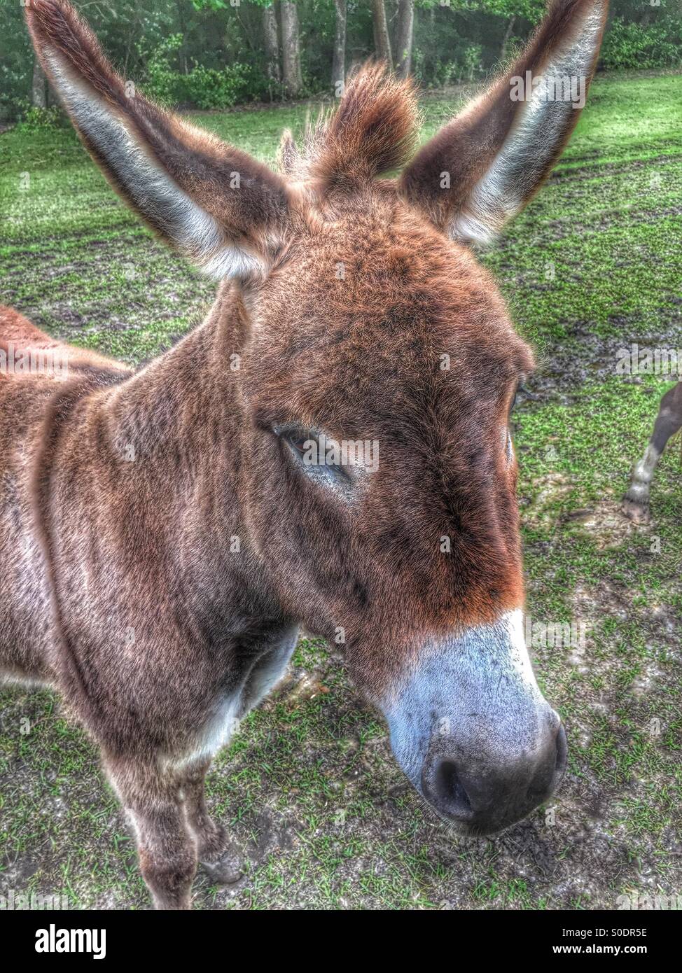 Male donkey hi-res stock photography and images - Alamy