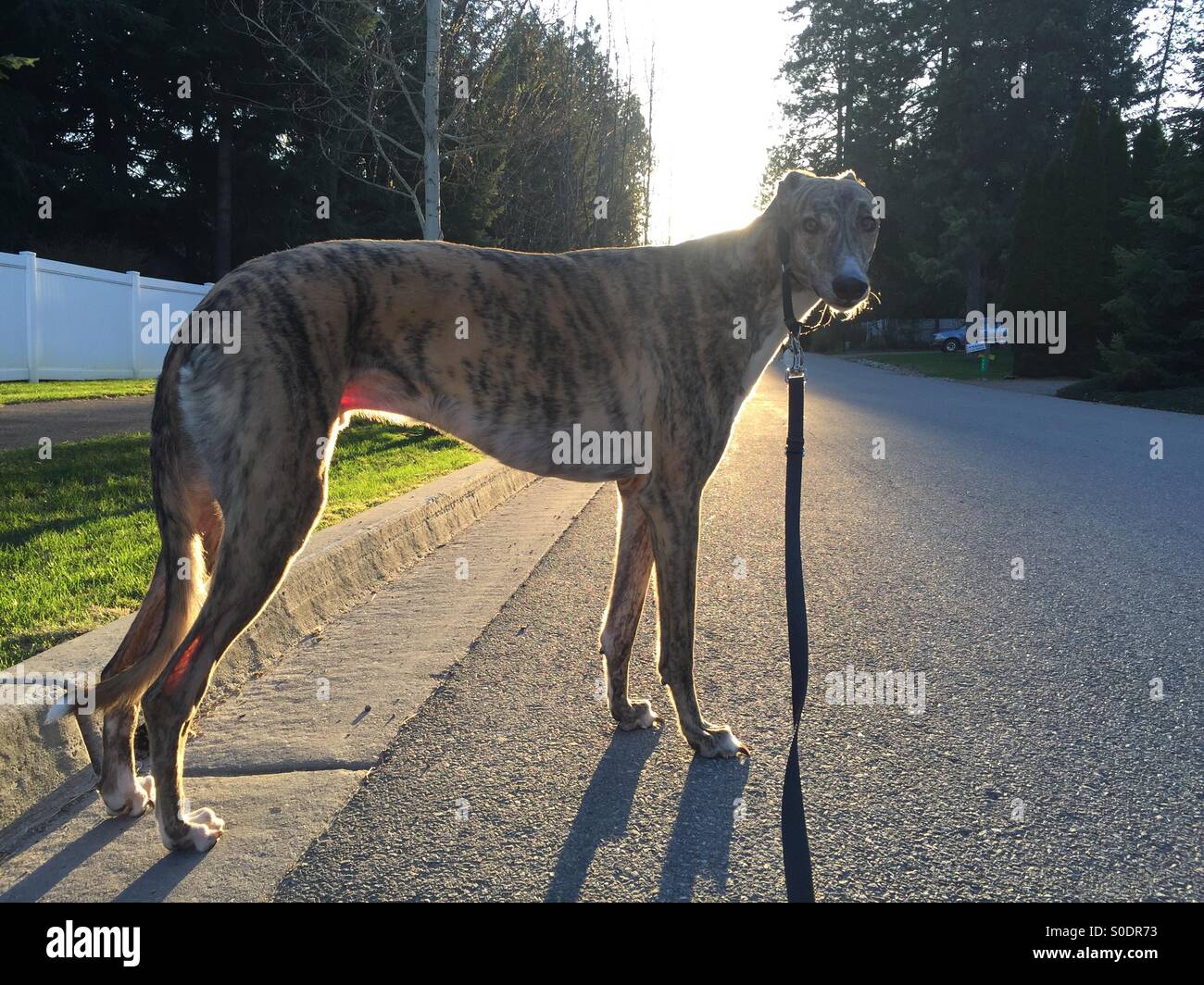 Brindle greyhound hi-res stock photography and images - Alamy