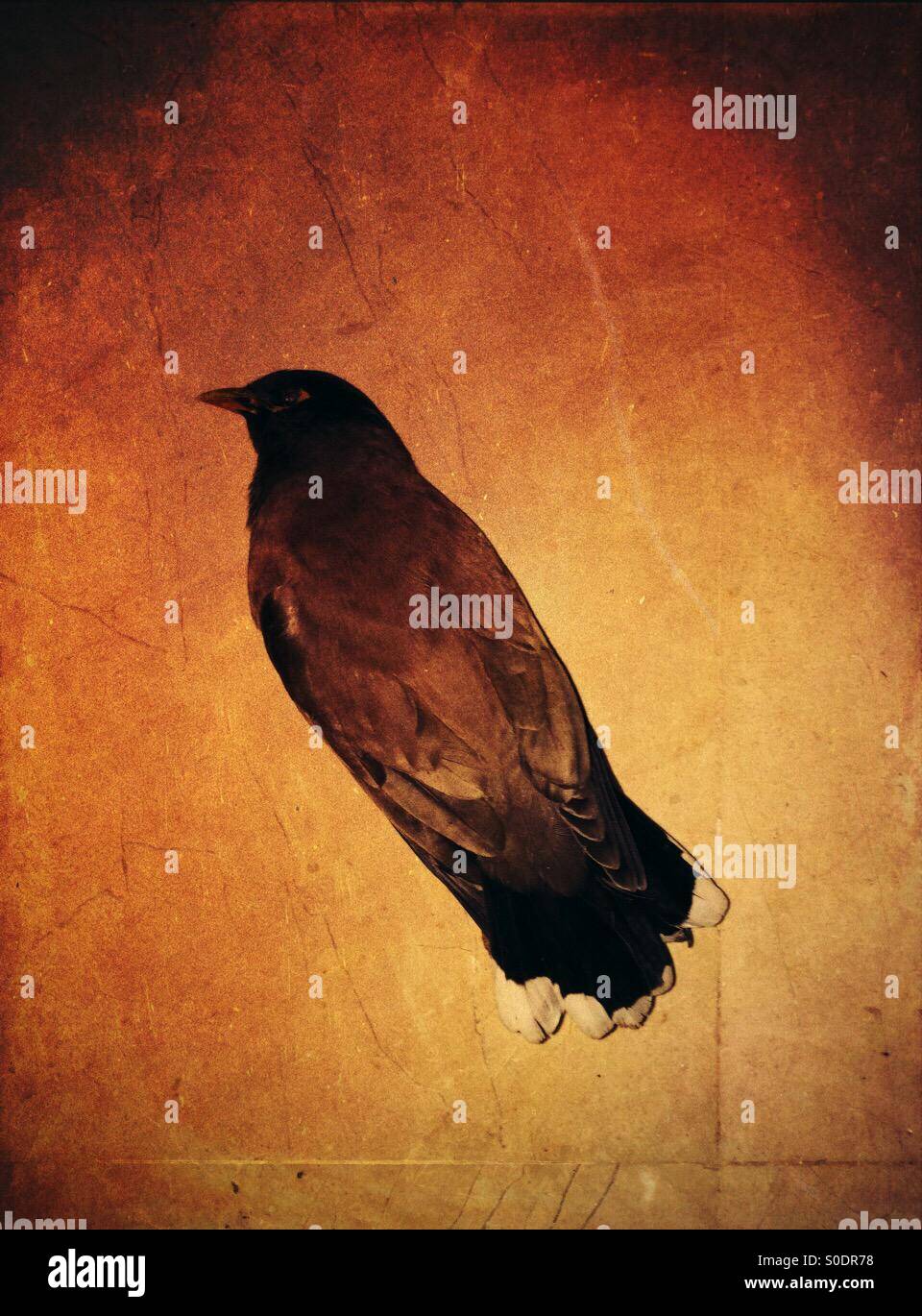 Dead bird on the floor Stock Photo - Alamy