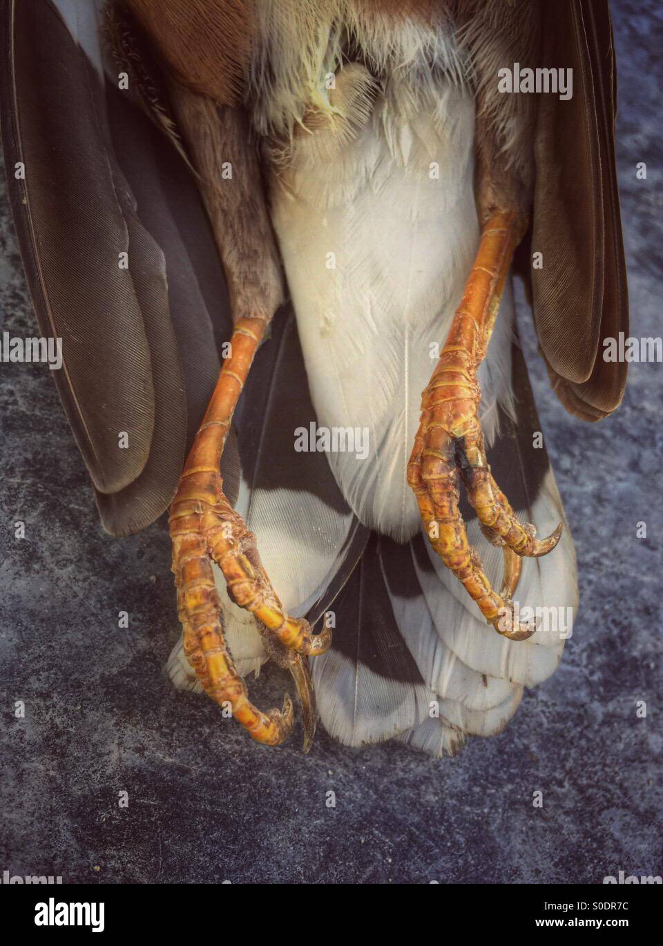 Dead bird claws Stock Photo - Alamy