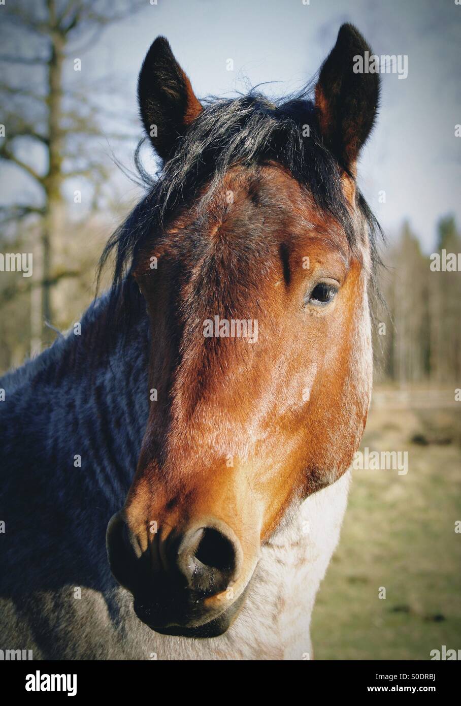 Working horse stallion Stock Photo - Alamy