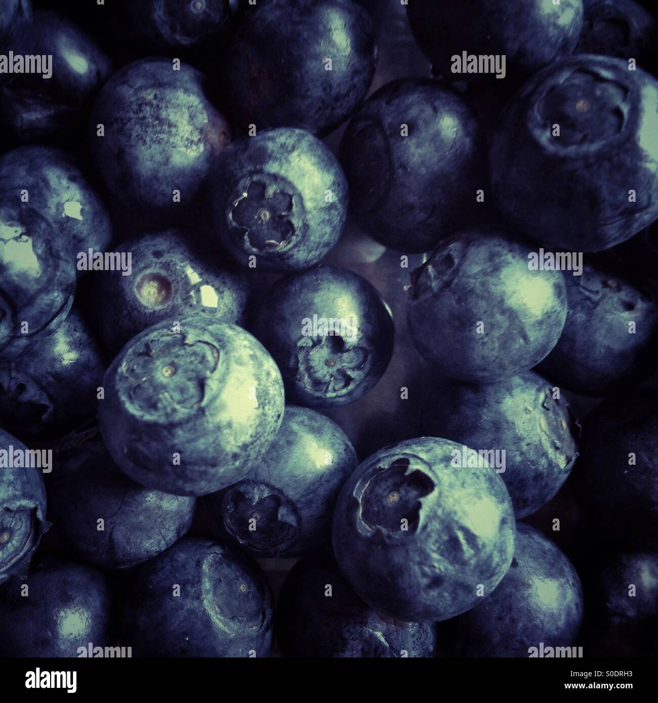 Blueberries up close Stock Photo - Alamy