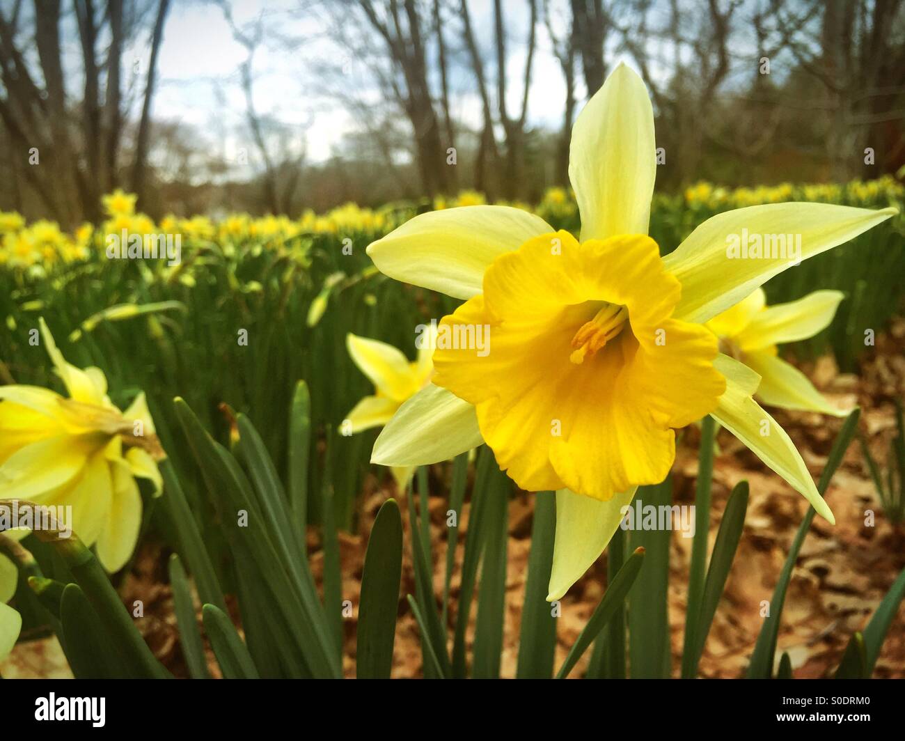 Daffodil field spring hi-res stock photography and images - Alamy