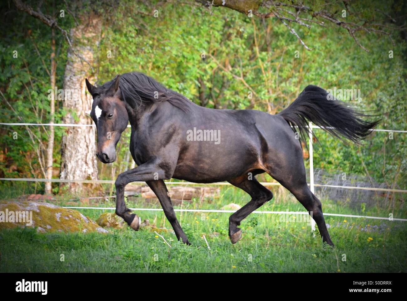 Beautiful horse running Stock Photo - Alamy