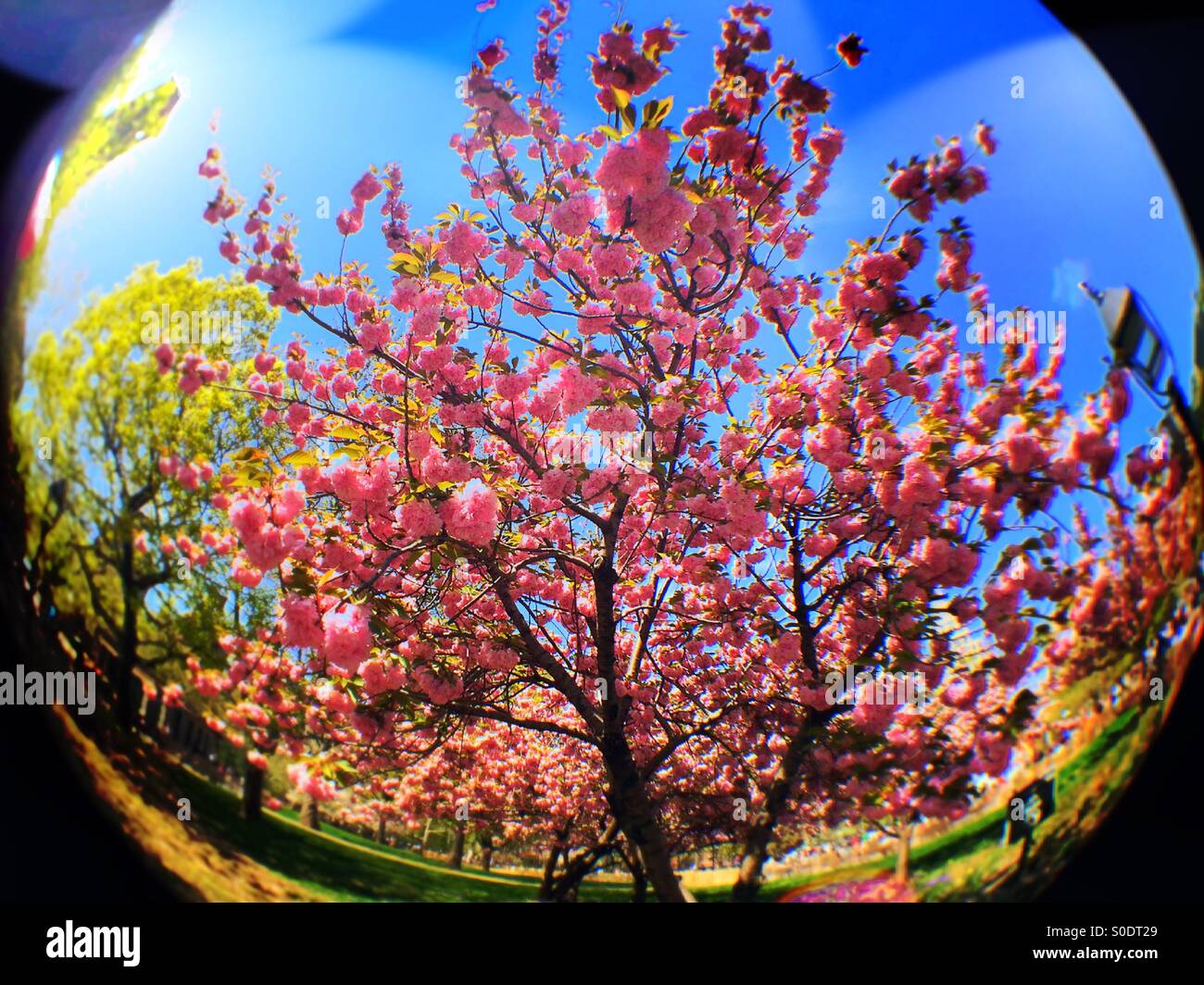 Kwanzaa Cherry Tree in Full Bloom, Washington Square Park, NYC Stock ...