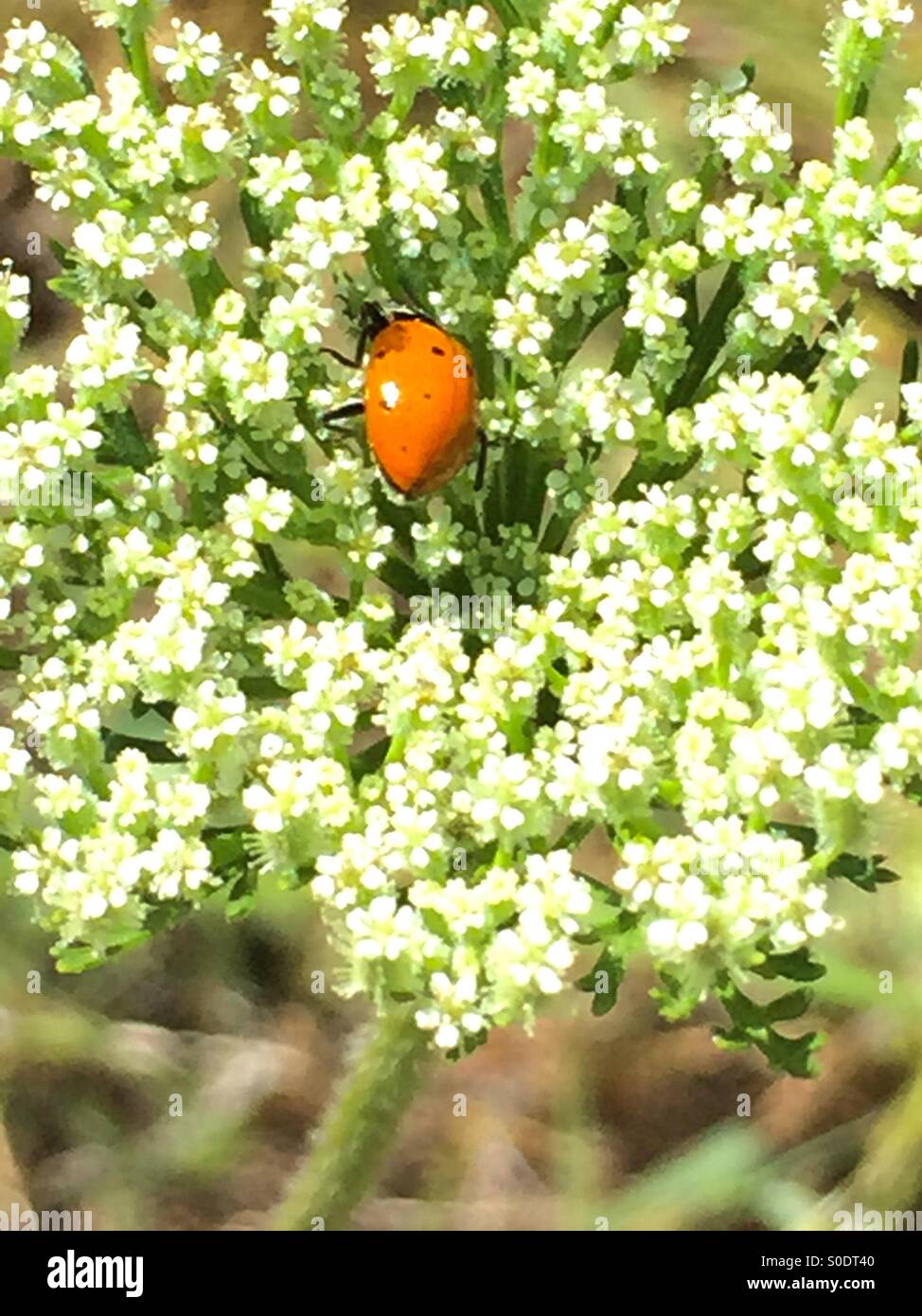 Ladybug resting on wildflower Stock Photo - Alamy