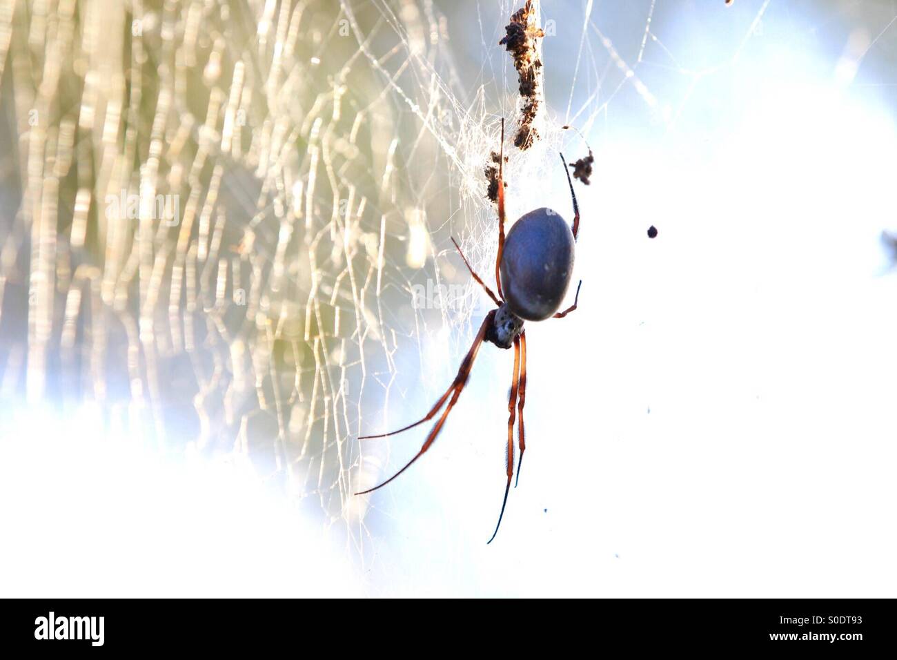 Southern Cross Spider High Resolution Stock Photography and Images - Alamy