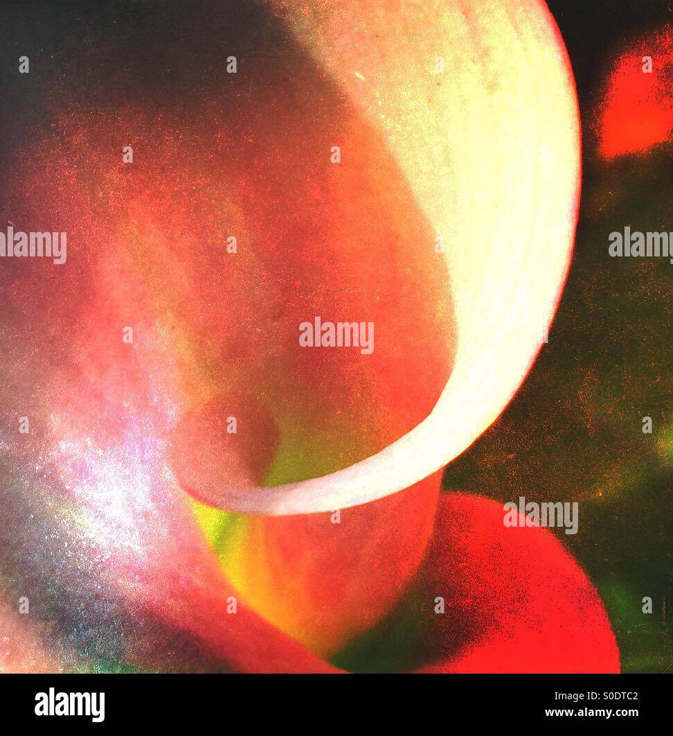 Curved flower petal Stock Photo - Alamy