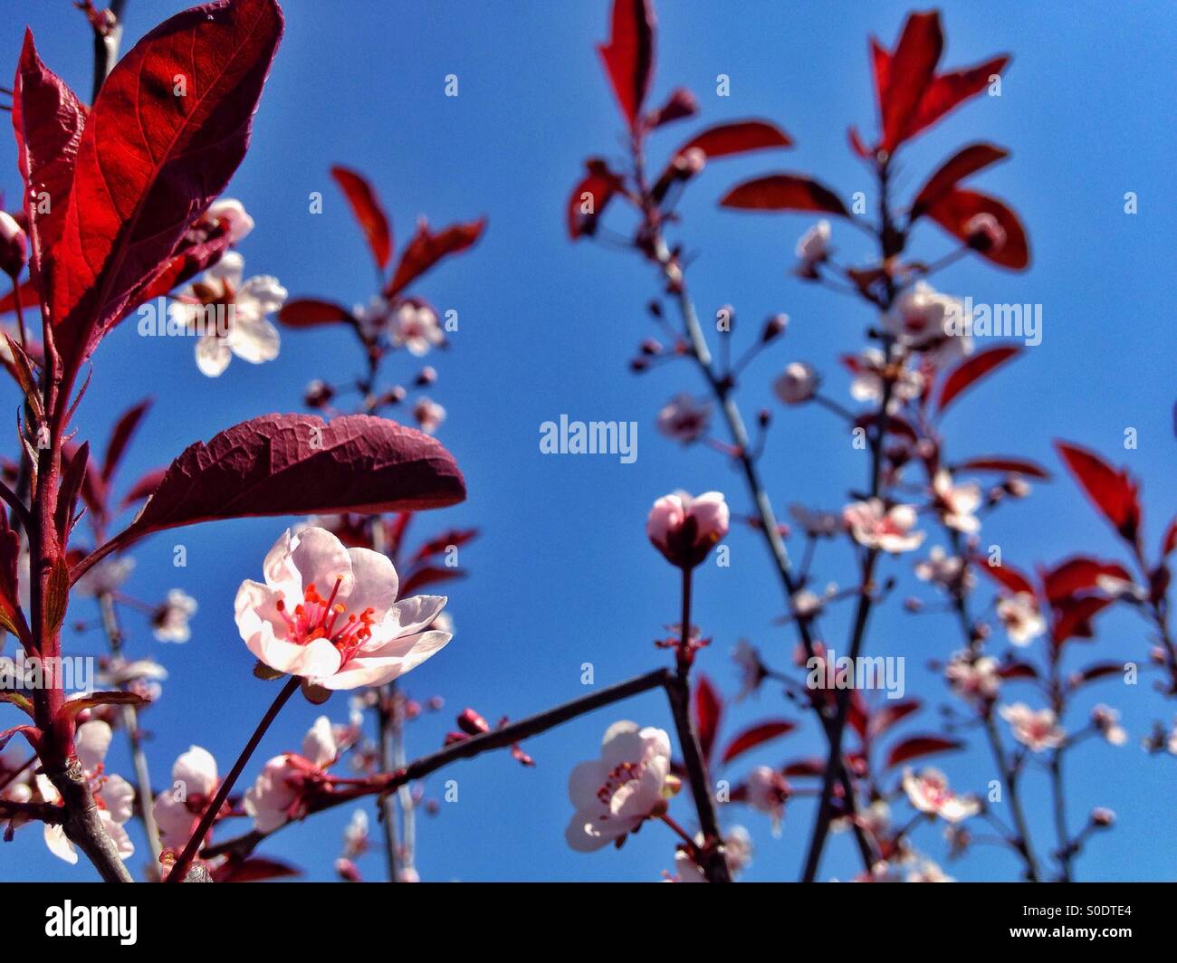 Sand Cherry High Resolution Stock Photography and Images - Alamy