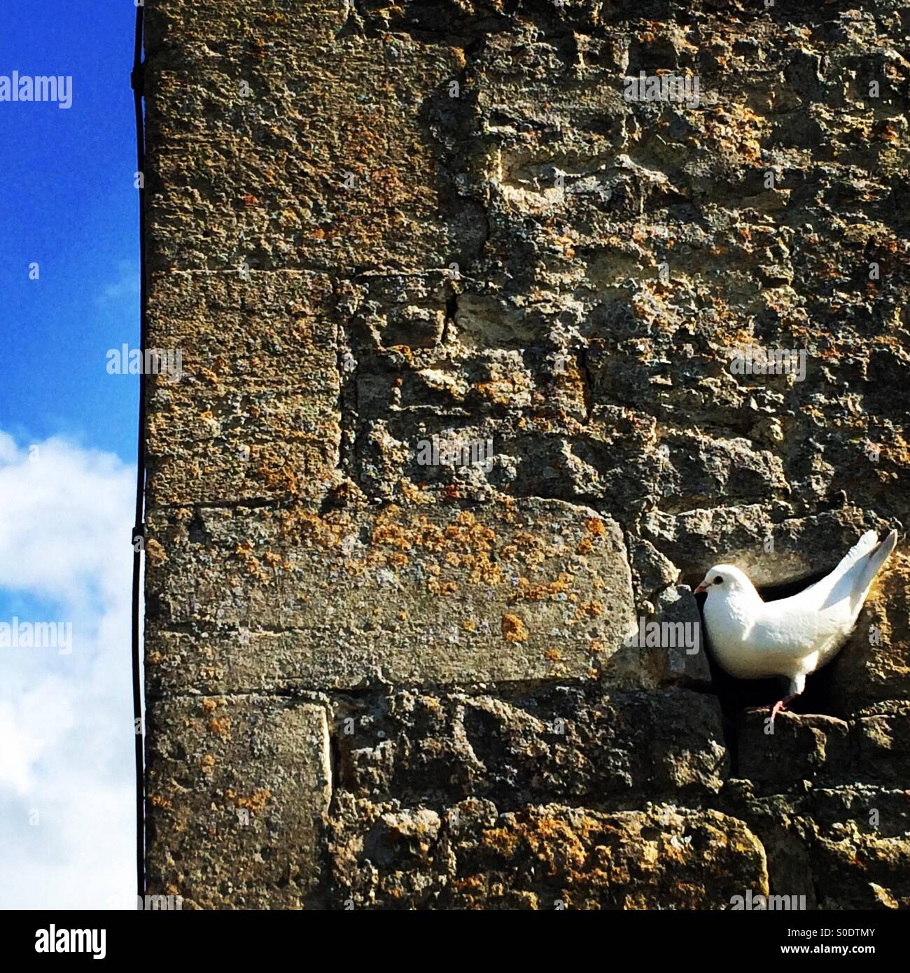 Dove nesting hi-res stock photography and images - Alamy