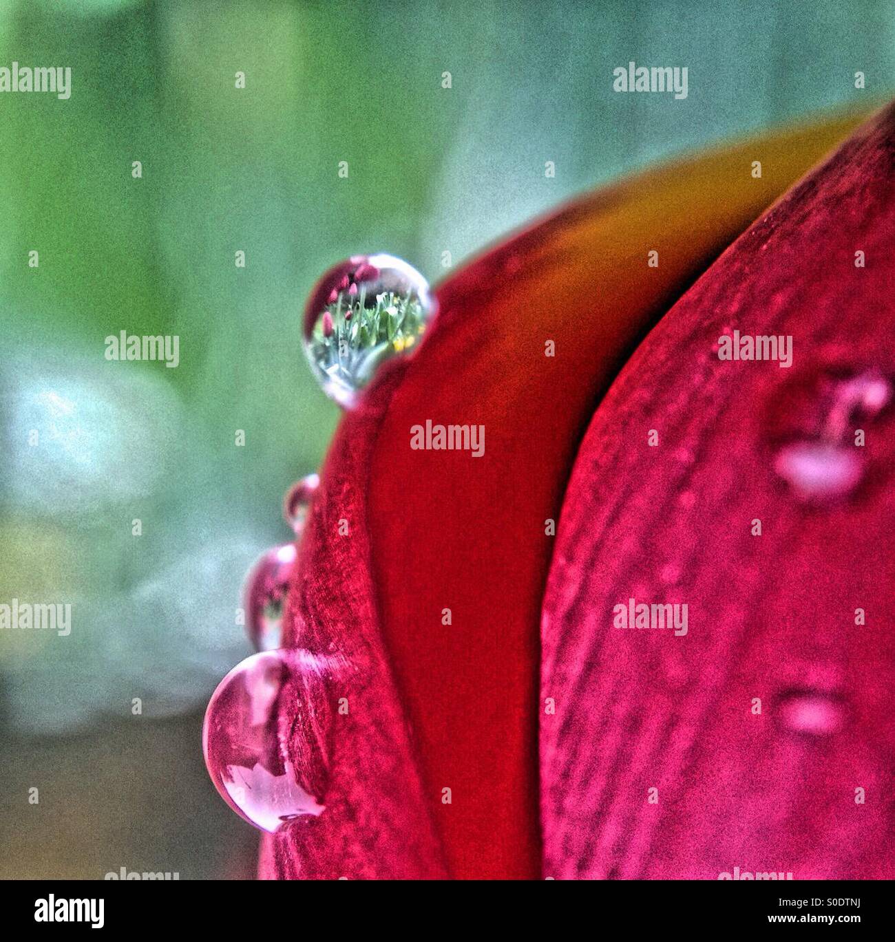 Reflection of flowers in a water droplet Stock Photo - Alamy