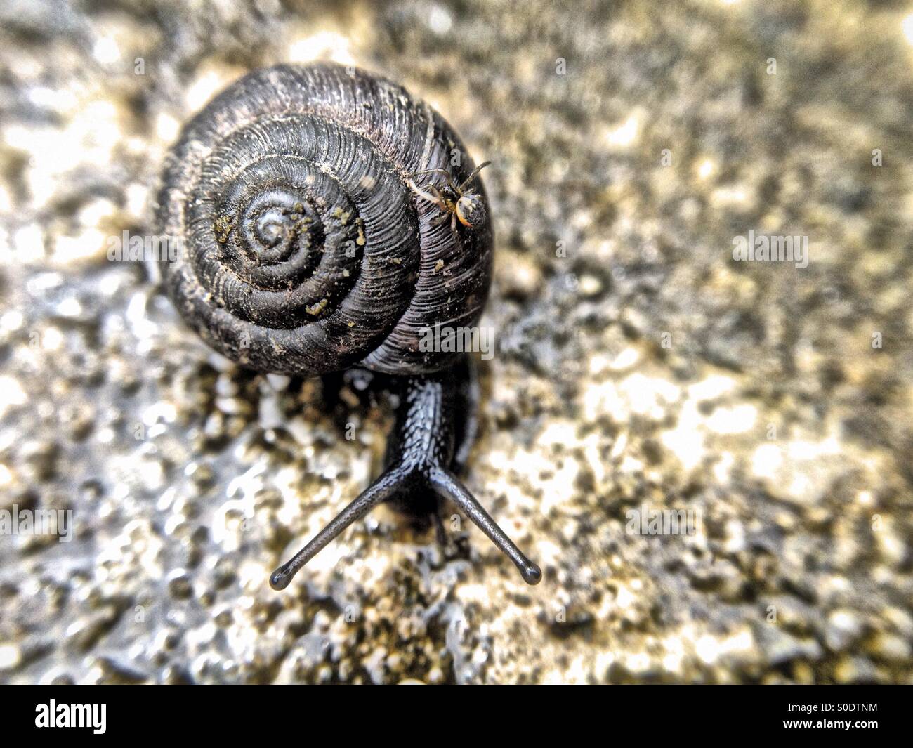 Spiders snails hi-res stock photography and images - Alamy